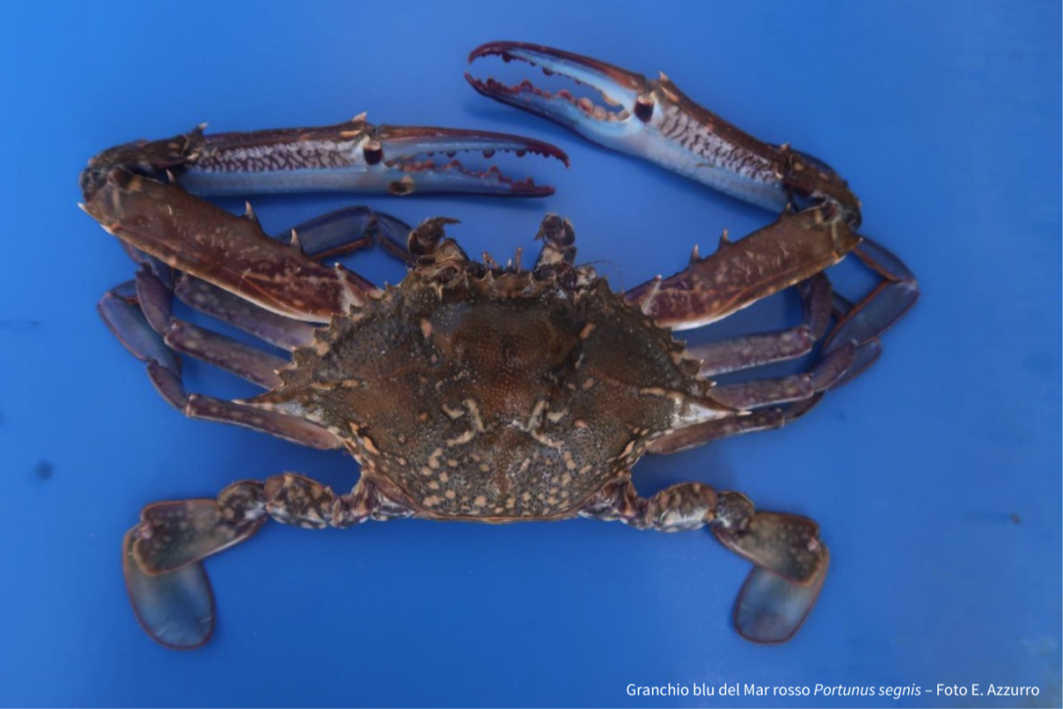 Granchio blu alla conquista dell'Adriatico. Ecco una seconda specie